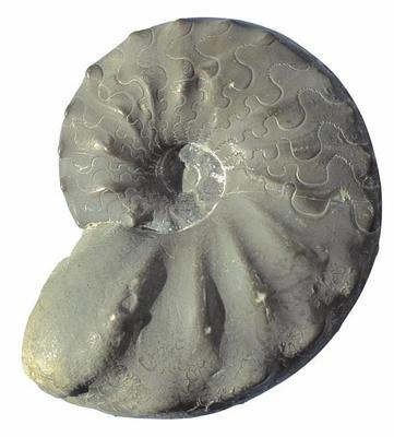 Fossil Gallery - Muschelkalk Museum