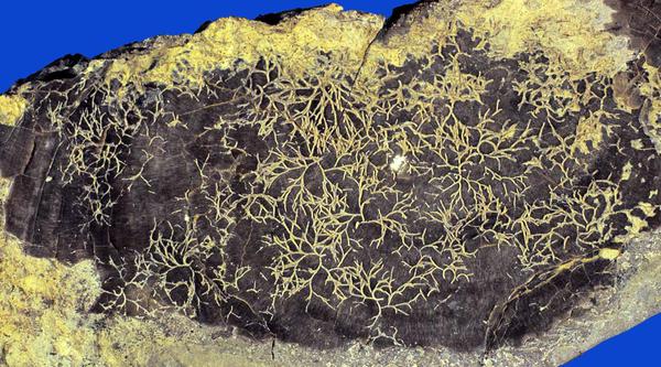 Fossil Gallery - Muschelkalk Museum